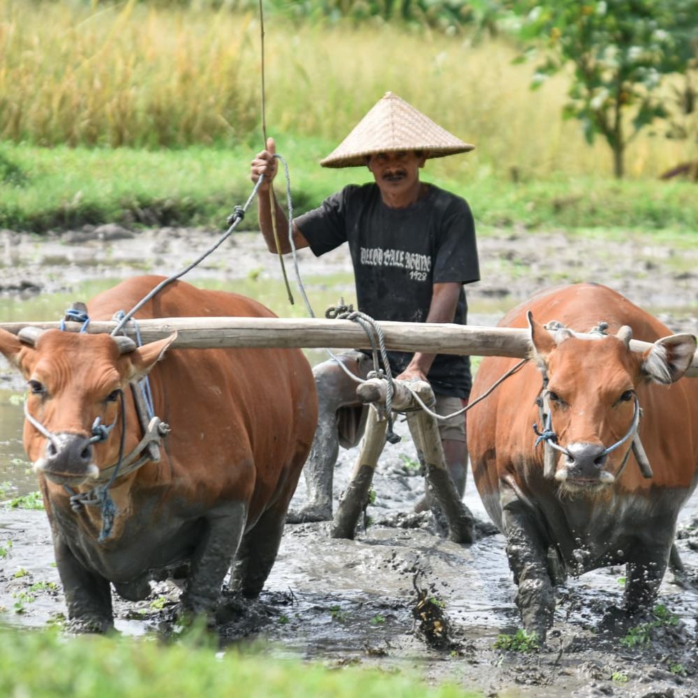Traditional Farming Bali Tour Package