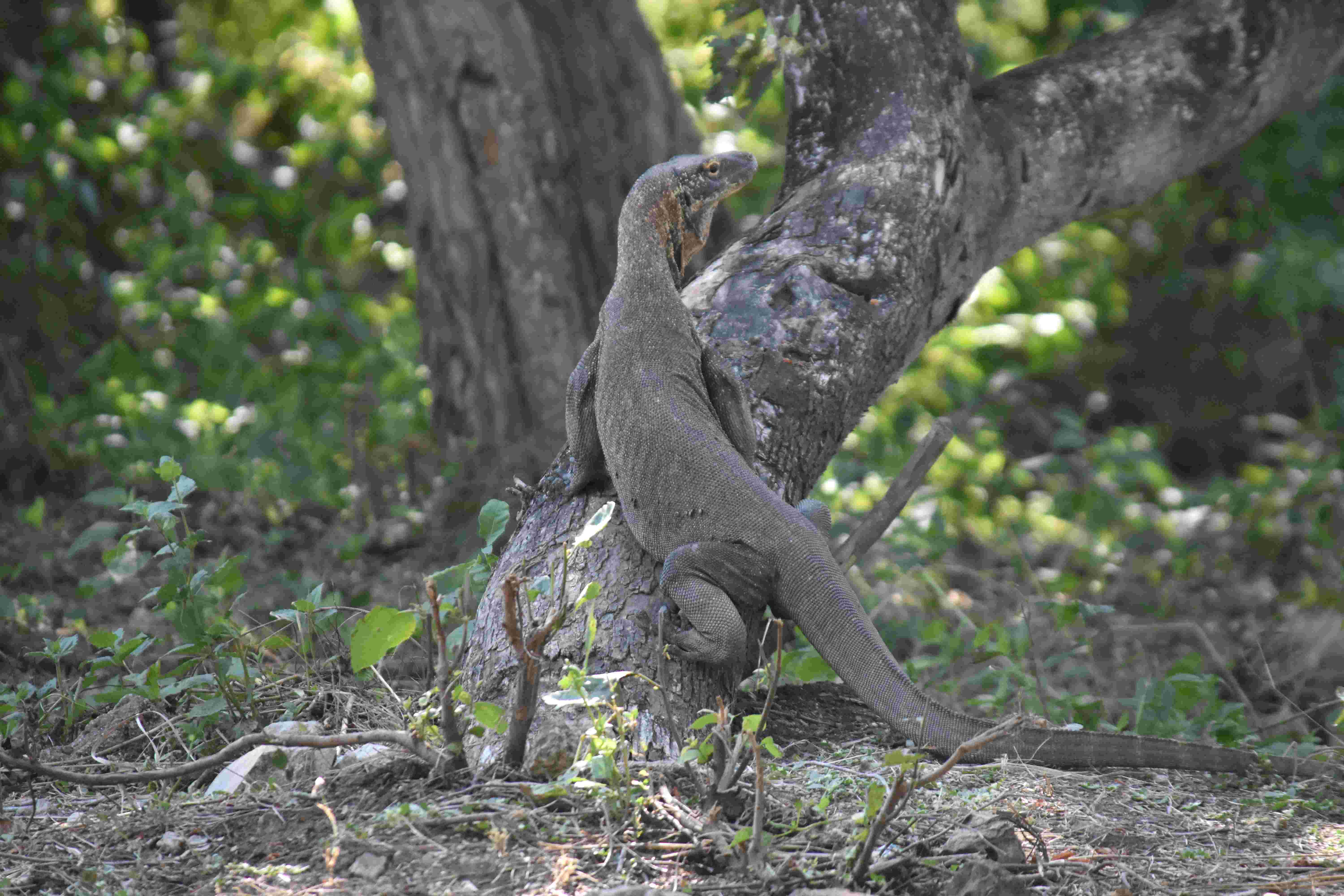 Rinca Island Tour Pictures | Komodo Island Tour Package
