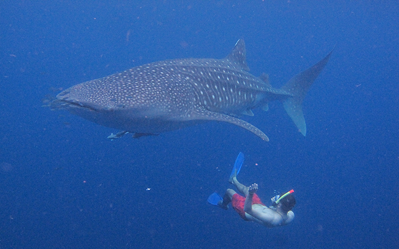 Whale Shark Tour Nabire Cendrawasih Bay | Raja Ampat and Papua